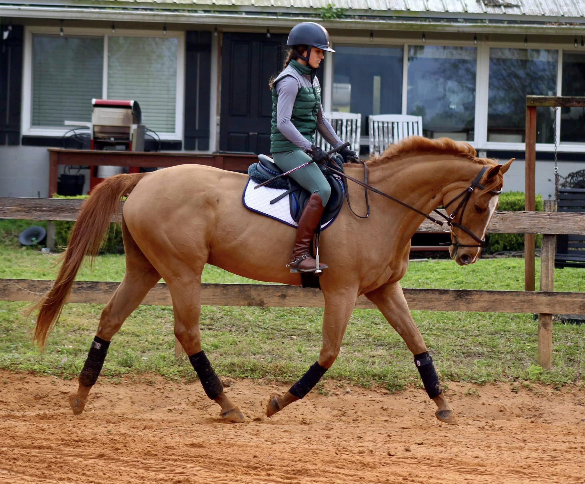 Available Horse’s – Rovira Sport Horses