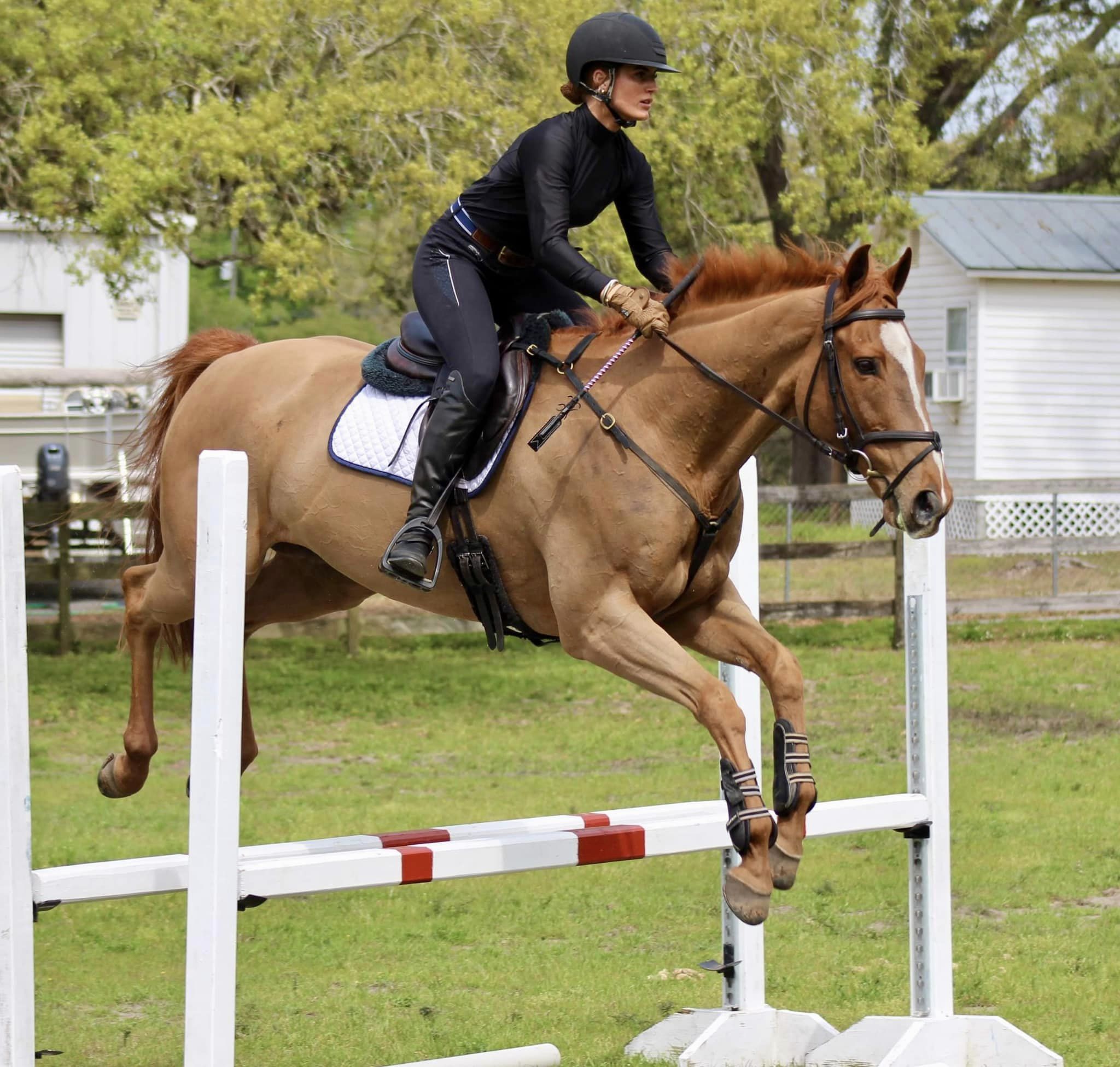 Available Horse’s – Rovira Sport Horses